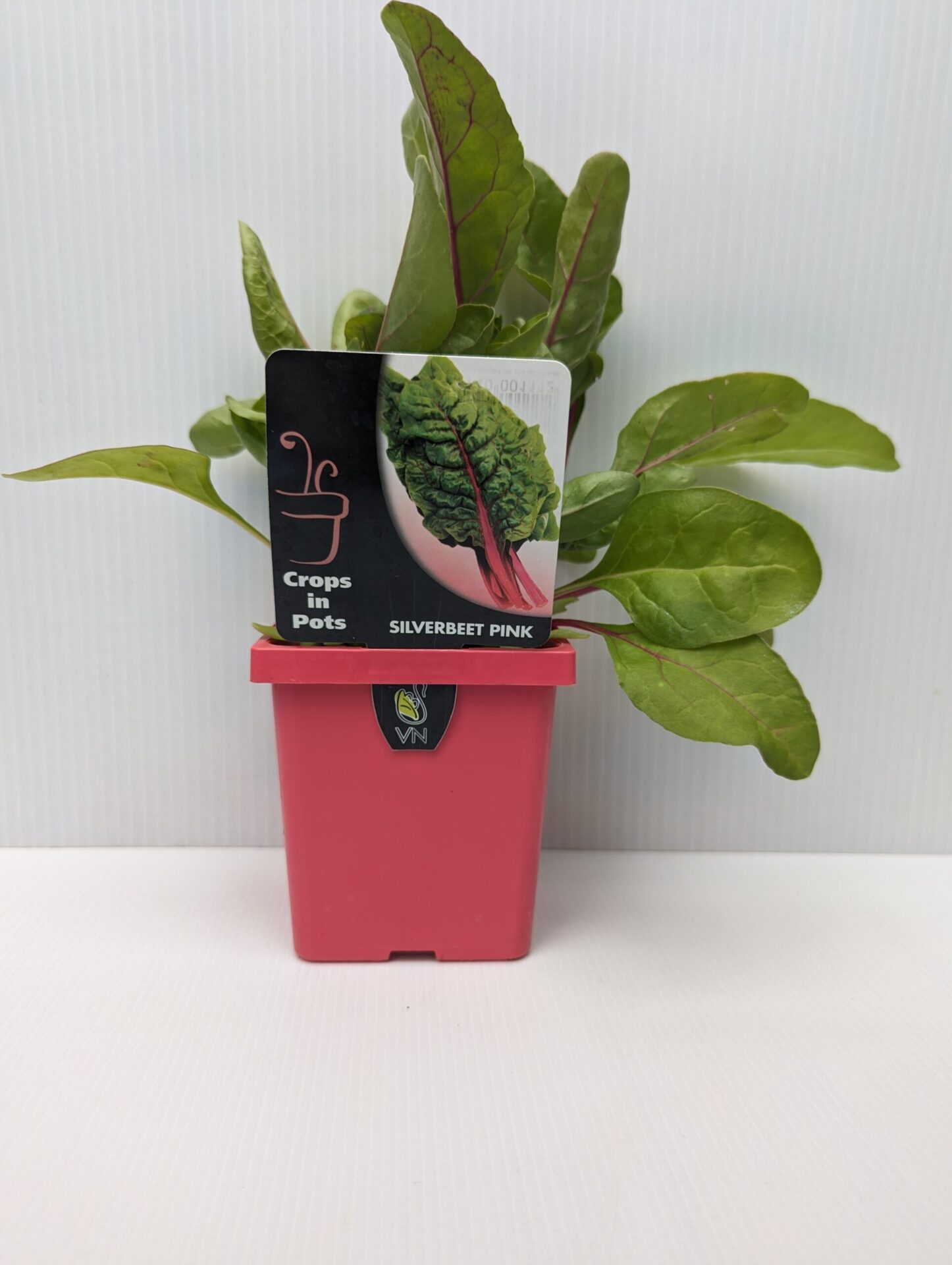 Silverbeet - Pink - Crops In Pots - Guildford Garden Centre