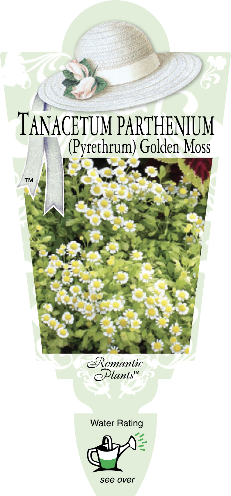 Tanacetum - Golden Moss - Romantic Plants - Perth, WA - Garden Centre