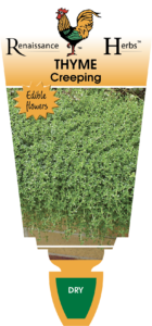 Thyme - Creeping - Renaissance Herbs - Perth, WA - Garden Centre