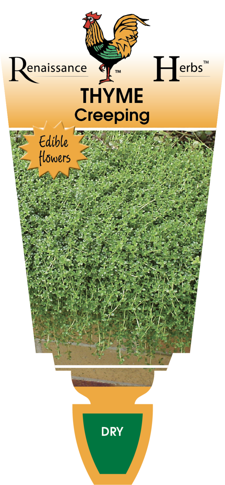 Thyme - Creeping - Renaissance Herbs - Perth, WA - Garden Centre