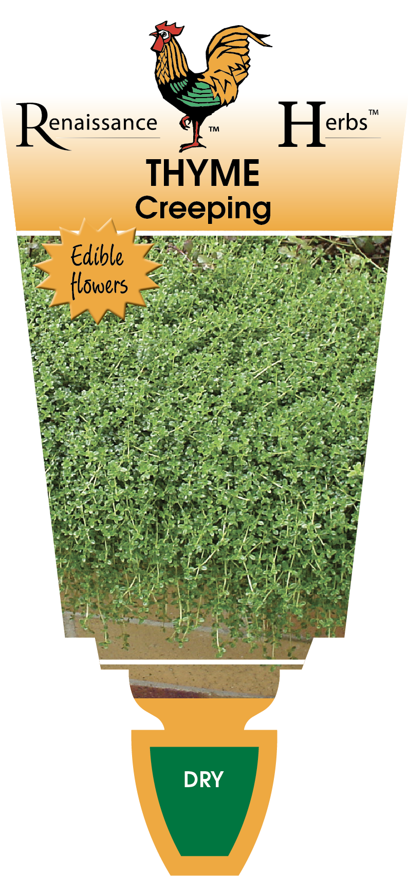 Thyme - Creeping - Renaissance Herbs - Perth, WA - Garden Centre