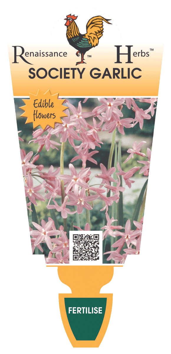 Society Garlic - Renaissance Herbs - Guildford Garden Centre