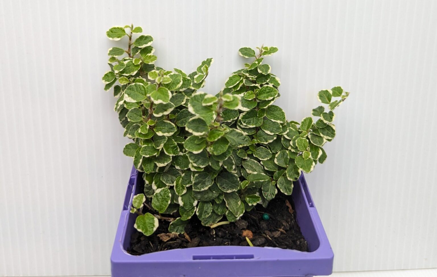 Ficus - Variegated Climbing Fig - Romantic Plants - Perth, WA - Garden ...