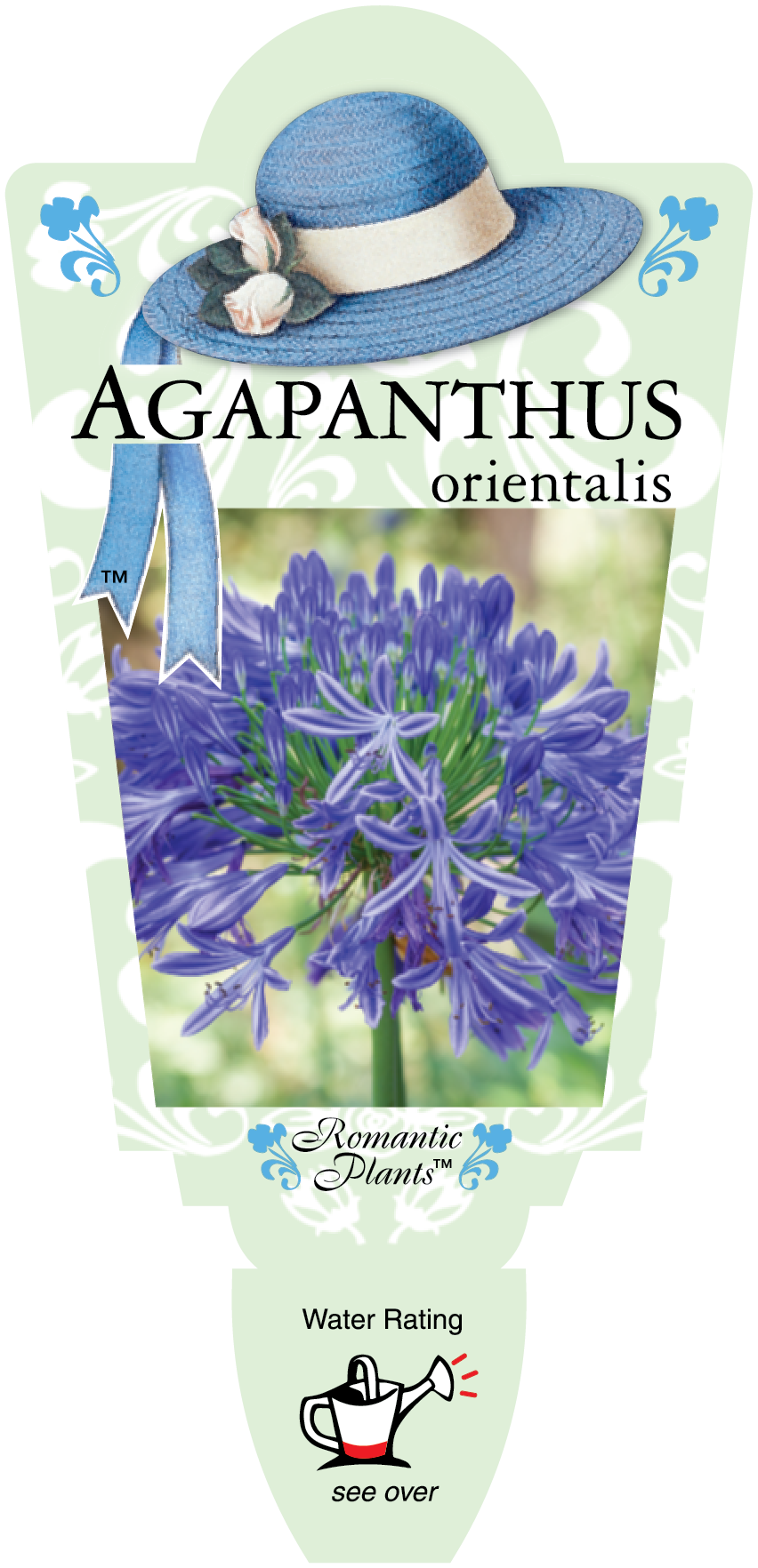 Agapanthus - Blue - Romantic Plants - Guildford Garden Centre