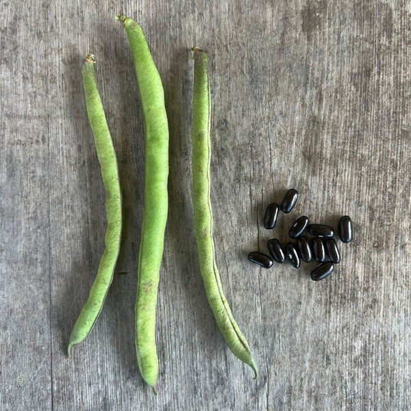 Bean - Cherokee Trail Of Tears - Diggers Seeds - Guildford Garden Centre