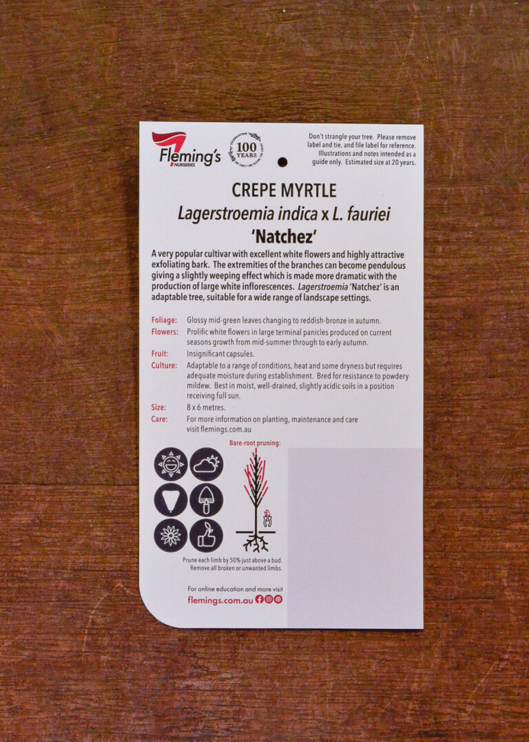 Crepe Myrtle - Natchez - Guildford Garden Centre