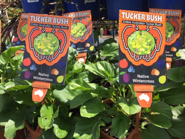 Native Wintercress (Barbarea australis) - Tucker Bush - Guildford ...