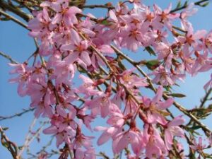 Flowering Cherry - Weeping - Pink Snow Showers™ - Guildford Garden Centre