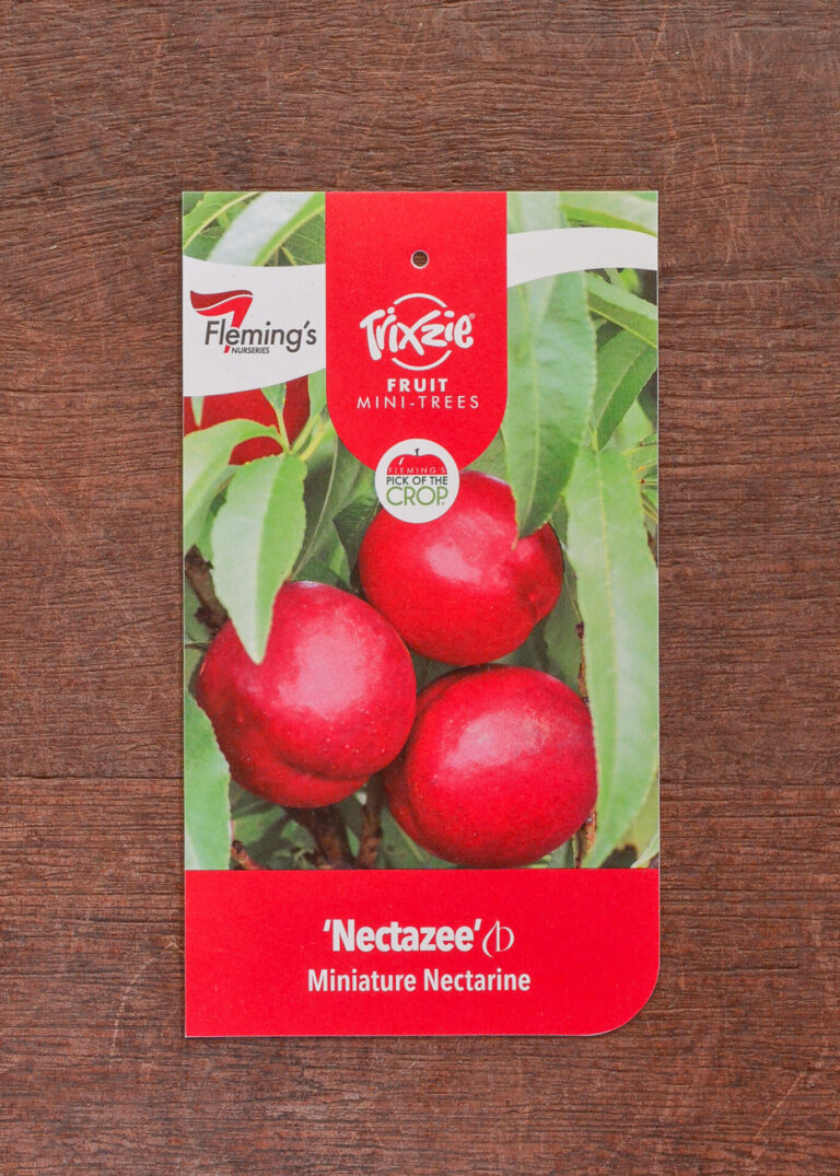 Nectarine - Trixzie® Nectazee Dwarf - Guildford Garden Centre