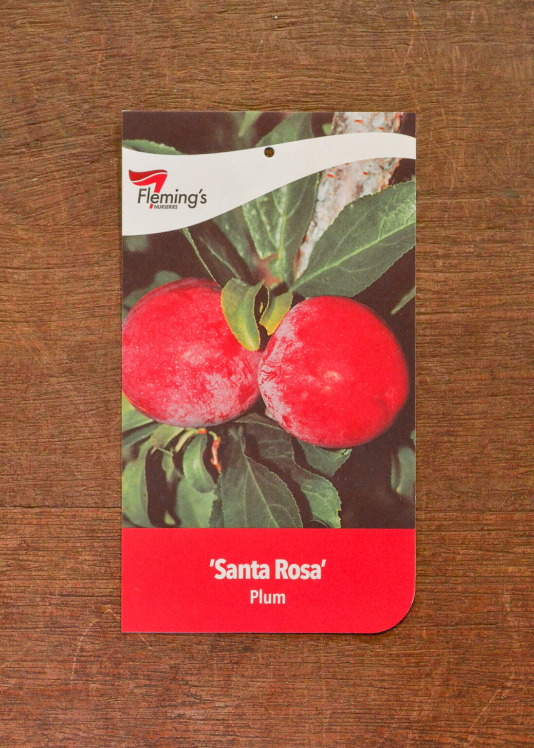 Plum - Santa Rosa - Guildford Garden Centre