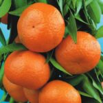 Mandarin - Emperor - Guildford Garden Centre
