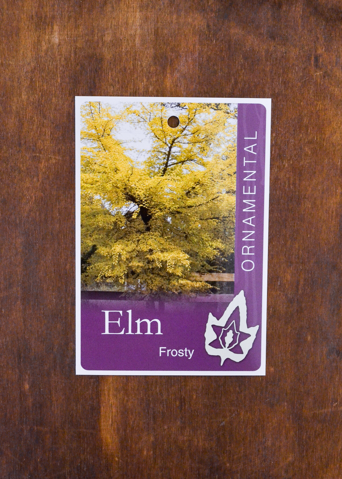 Chinese Elm - Frosty - Guildford Garden Centre