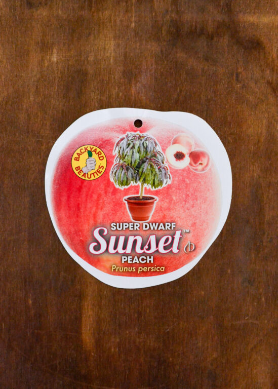 Peach - Sunset™ Super Dwarf - Guildford Garden Centre