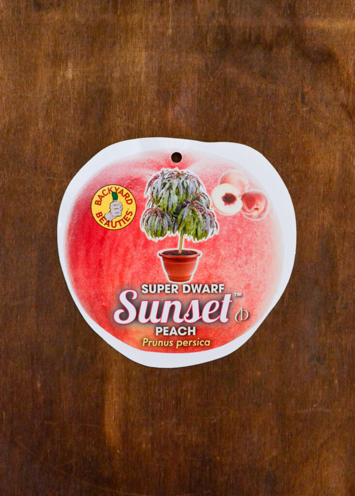 Peach - Sunset™ Super Dwarf - Guildford Garden Centre
