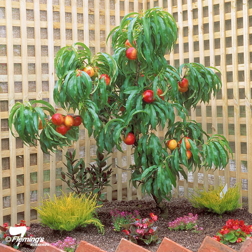 Peach/Nectarine Multi Graft - Trixzie® Pixzee/Nectazee Dwarf ...
