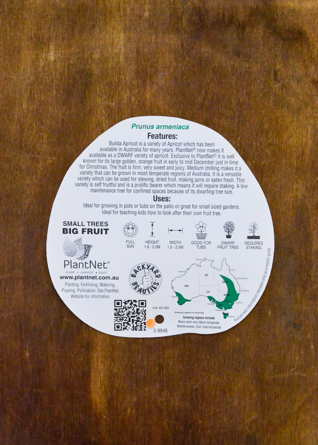 Apricot - Bulida Dwarf - Guildford Garden Centre