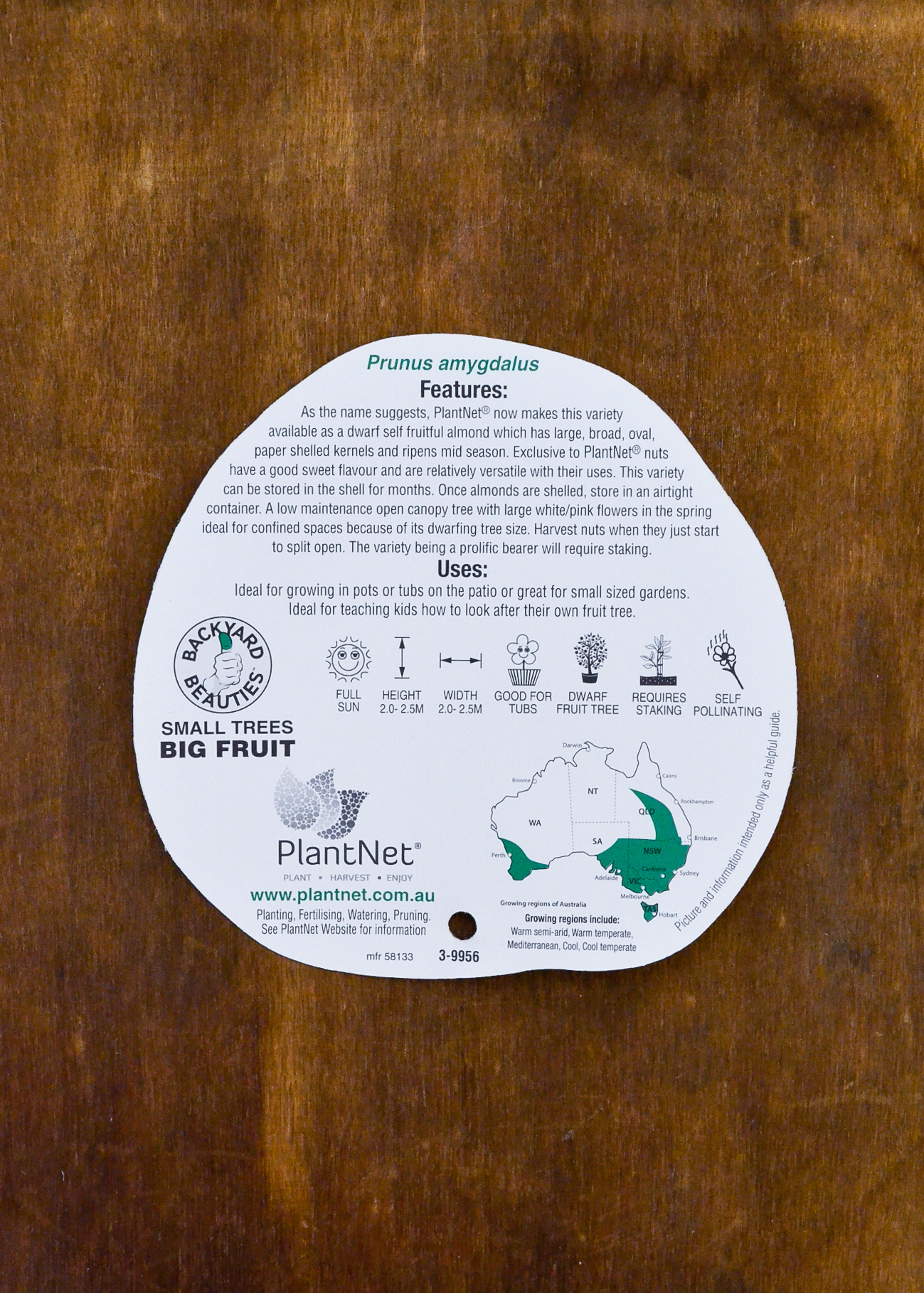 Almond - Self Pollinating Paper Shell Dwarf - Guildford Garden Centre