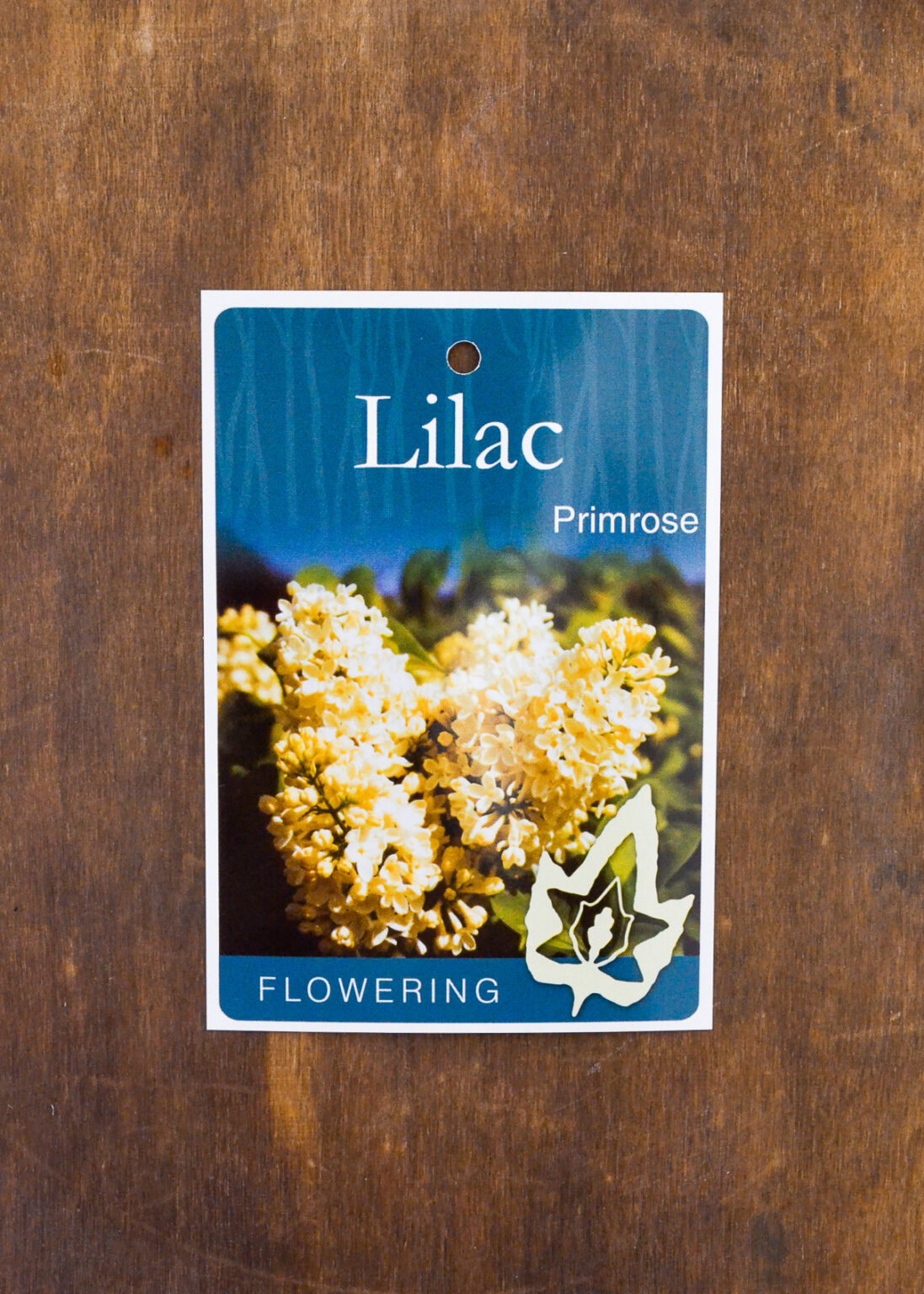 Lilac - Primrose - Guildford Garden Centre