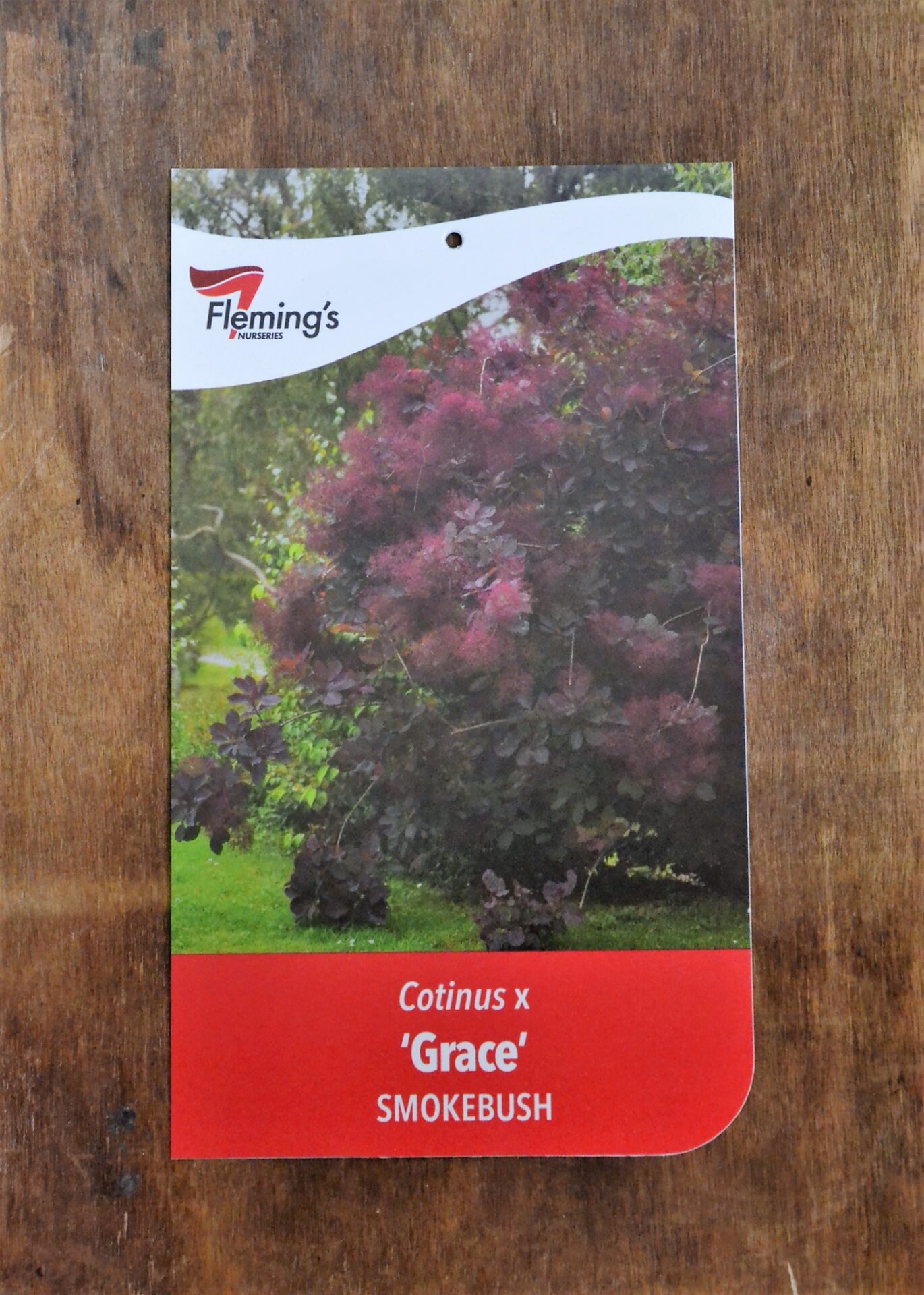 Cotinus - Grace - Guildford Garden Centre