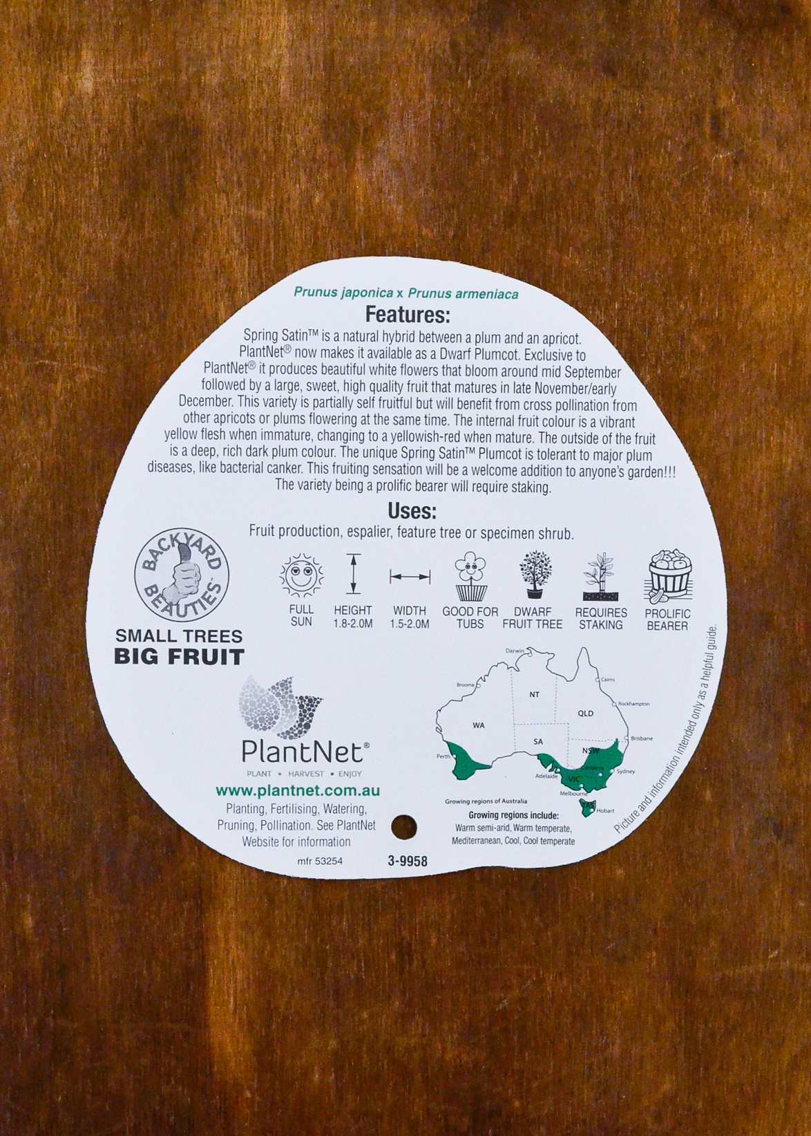 Plumcot - Spring Satin™ Dwarf - Guildford Garden Centre