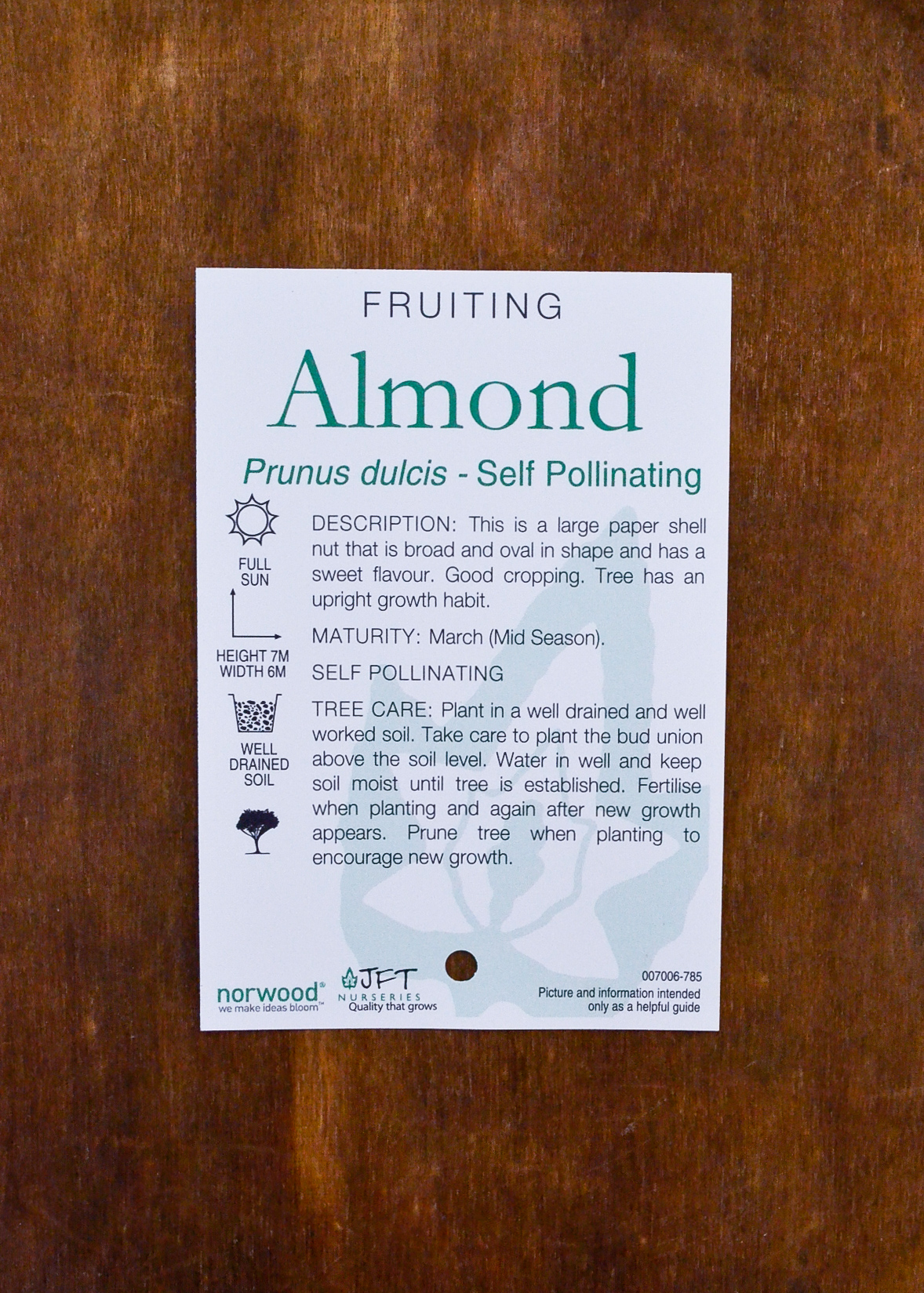 Almond - Self Pollinating Paper Shell - Guildford Garden Centre