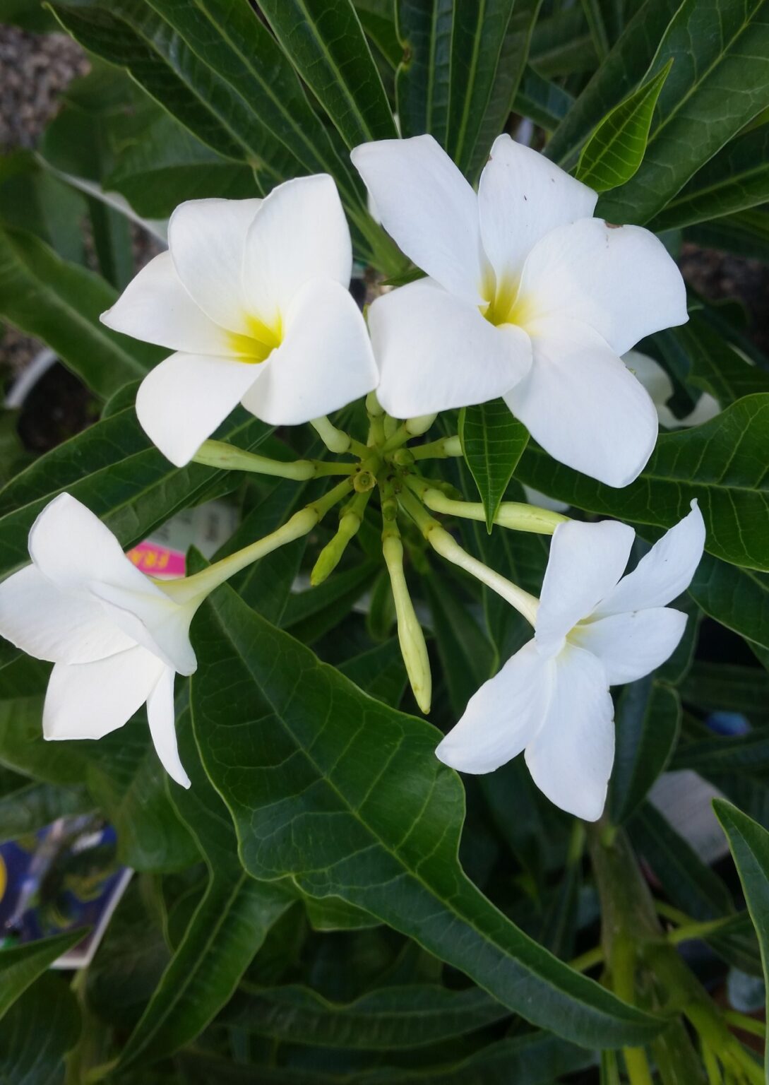 Frangipani - Plumeria pudica - Everlasting Love - Guildford Garden Centre