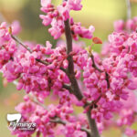 Cercis - Oklahoma - Guildford Garden Centre