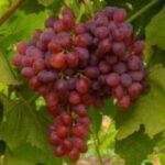 Grape - Ruby Seedless - Guildford Garden Centre