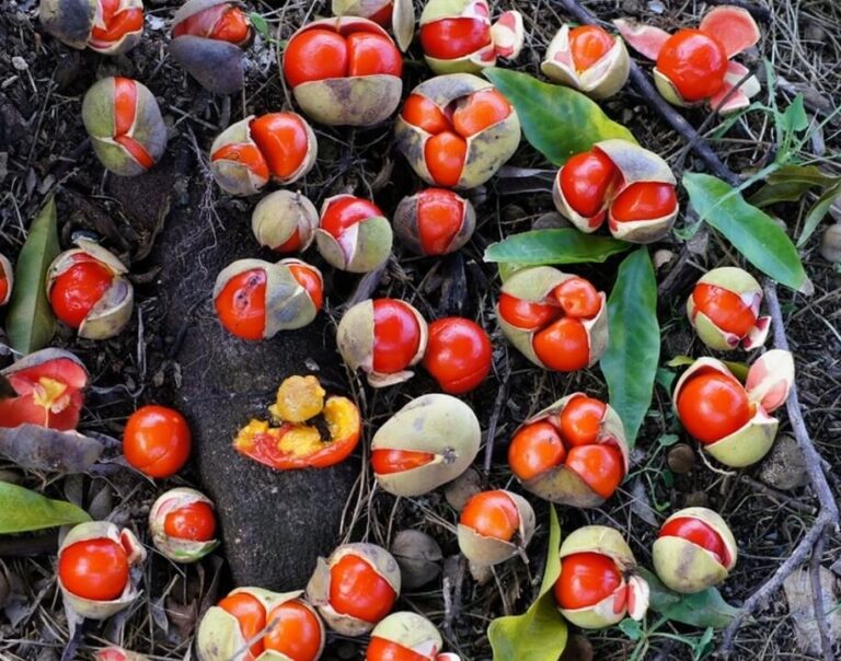 Small-leaf Tamarind - Tucker Bush - Guildford Garden Centre