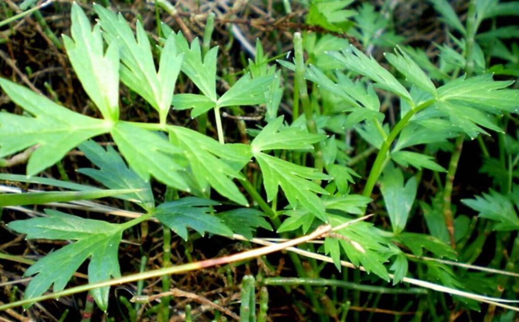 Sea Parsley - Tucker Bush - Guildford Garden Centre