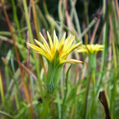 Murnong - Tucker Bush - Guildford Garden Centre