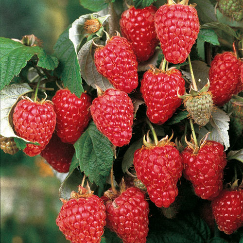 Raspberry - Tulameen - Guildford Garden Centre