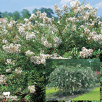 Crepe Myrtle - Acoma - Guildford Garden Centre