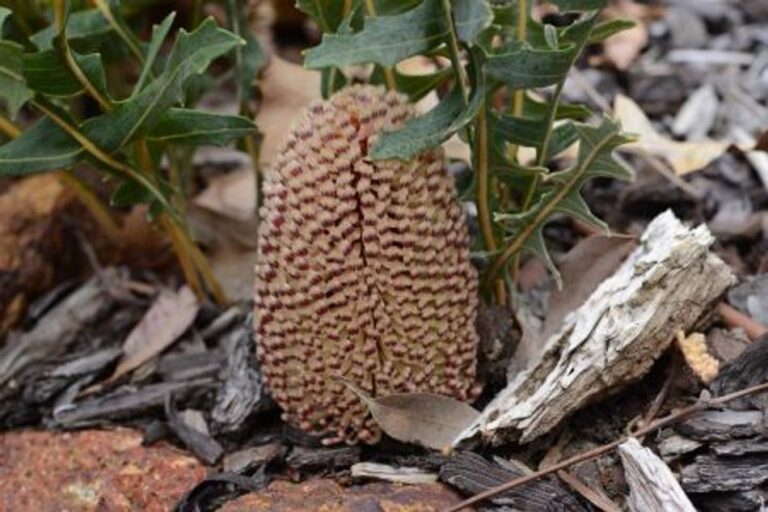 Banksia - Repens - Guildford Garden Centre