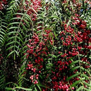 Schinus molle - Peppercorn Tree - Guildford Garden Centre