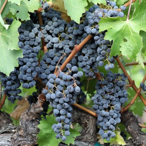 Grape - Cabernet Sauvignon - Guildford Garden Centre