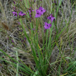 Chocolate Lily (Dichopogon strictus) - Tucker Bush - Guildford Garden ...