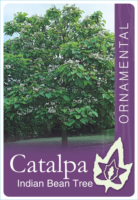 Catalpa - Indian Bean Tree - Guildford Garden Centre