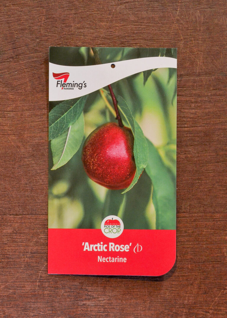 Nectarine - Arctic Rose - Guildford Garden Centre
