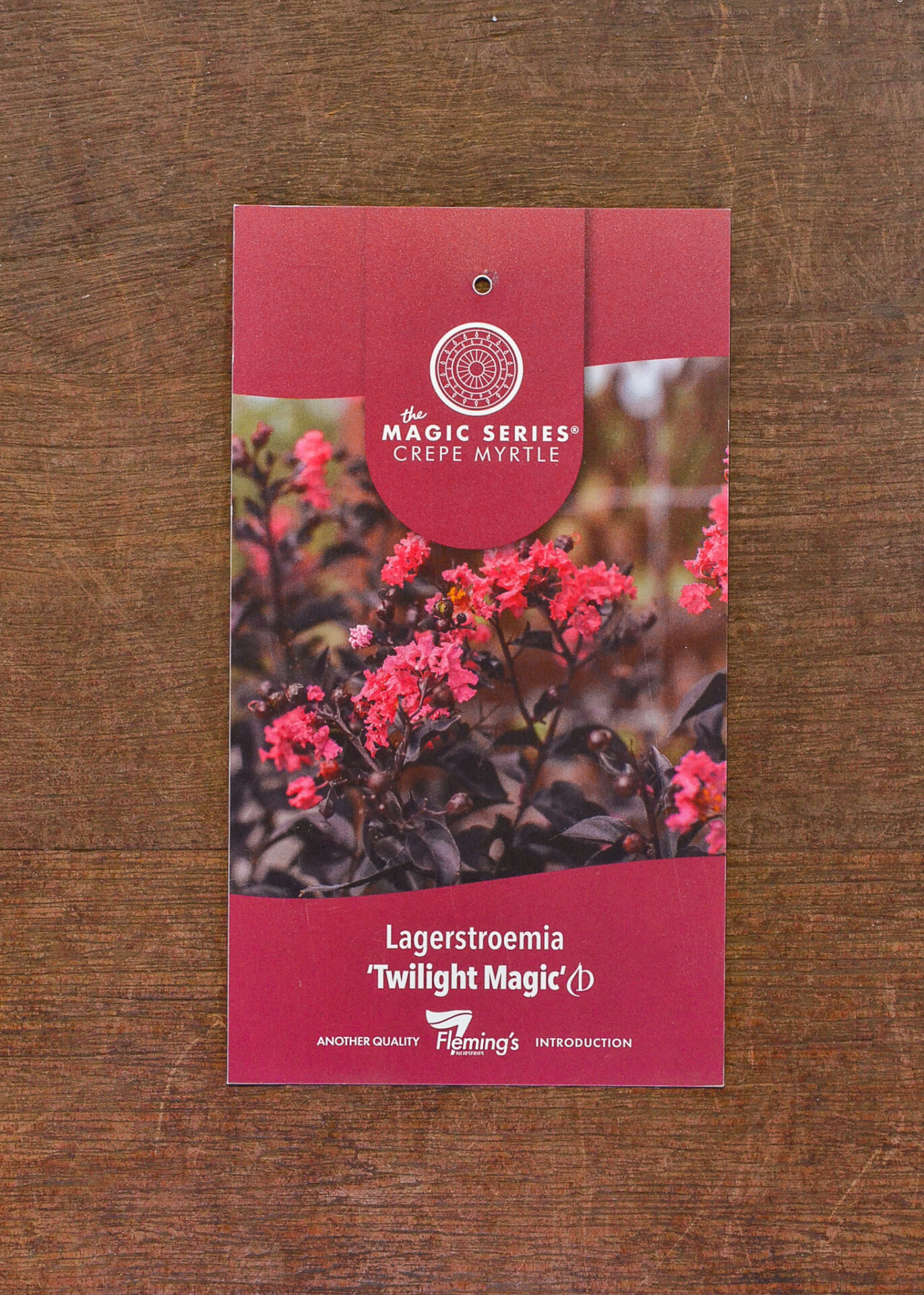 Crepe Myrtle - Twilight Magic - Guildford Garden Centre