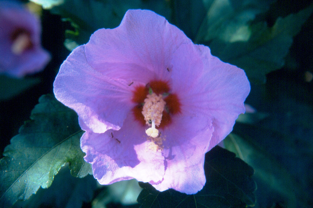 Hibiscus syriacus - Single Mauve - Guildford Garden Centre