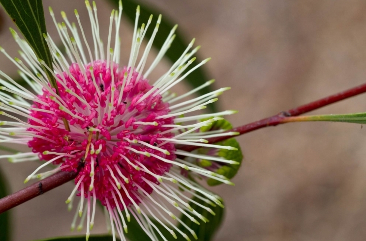 Hakea - Pin Cushion Hakea - Guildford Garden Centre
