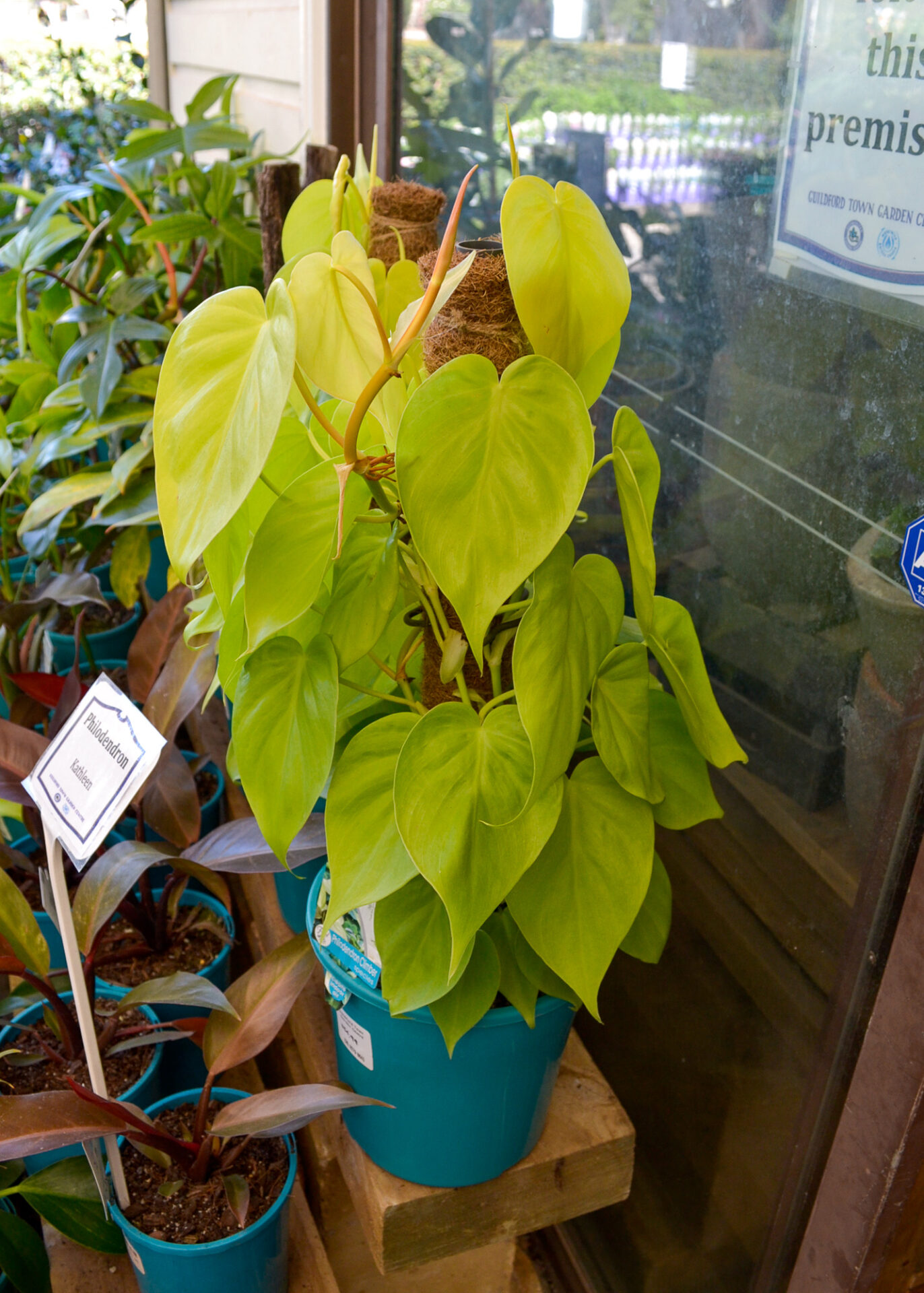 Philodendron cordatum - Heart Leaf Philodendron - Gold - Guildford ...