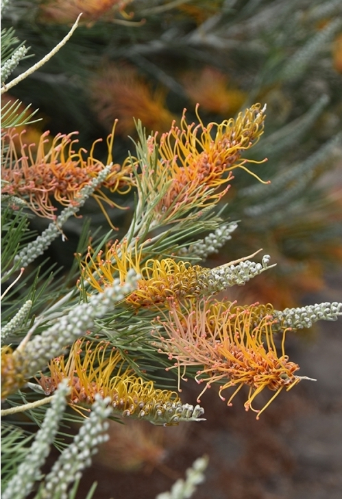Grevillea - Kimberley Moon - Guildford Garden Centre