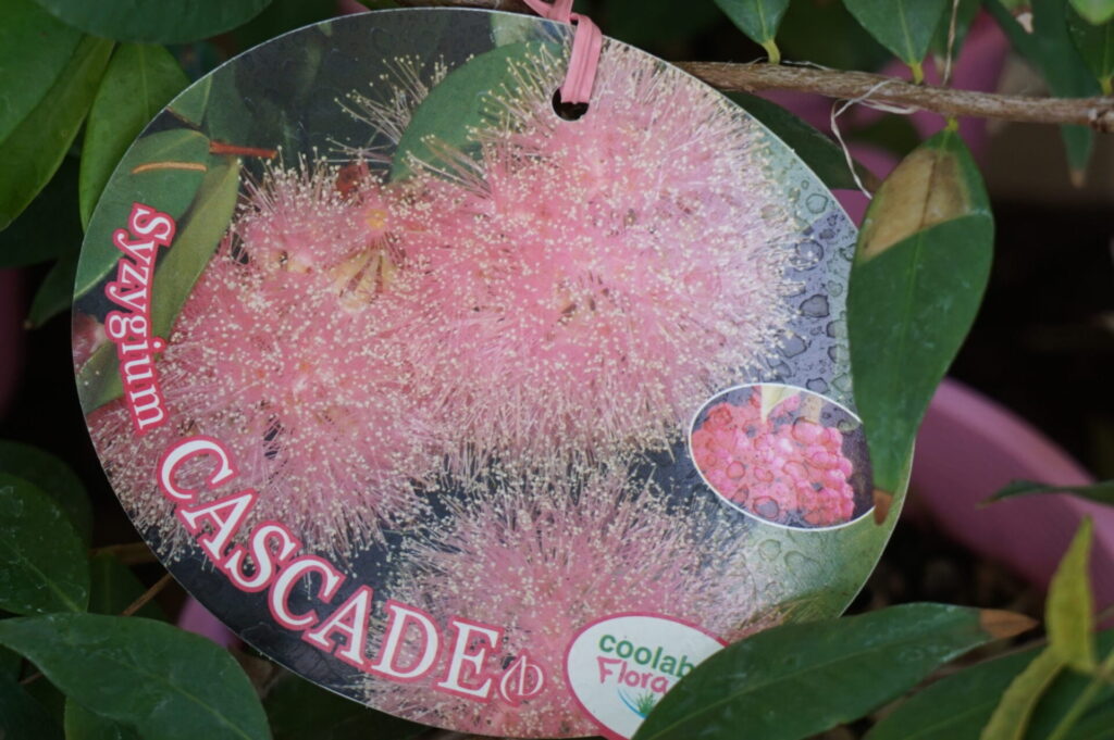Lilly Pilly - Cascade - Guildford Garden Centre