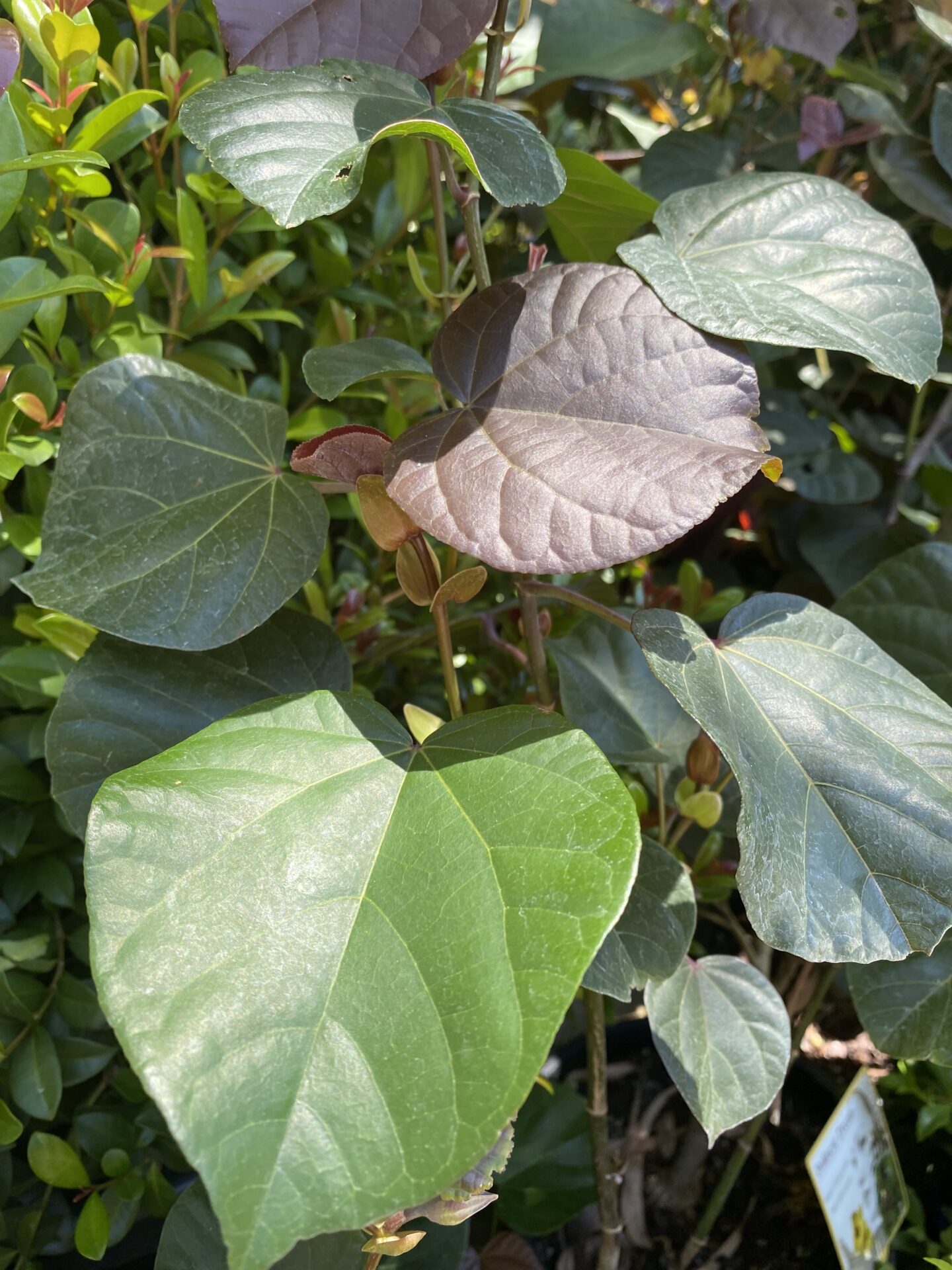 Native Hibiscus - Red Cottonwood - Guildford Garden Centre