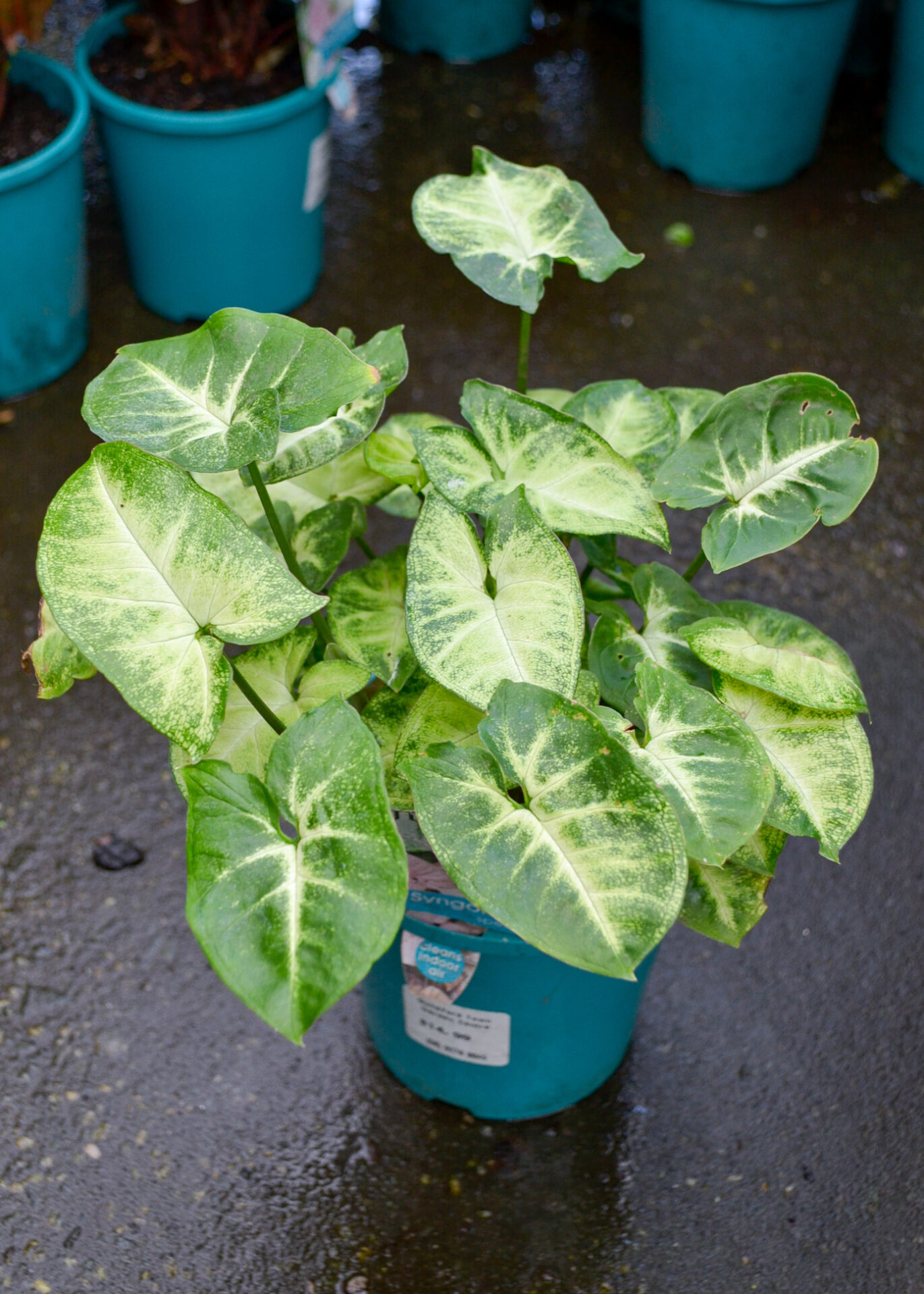 Syngonium - Pixie - Guildford Garden Centre