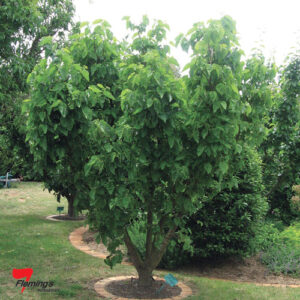 Mulberry - Black English - Guildford Garden Centre