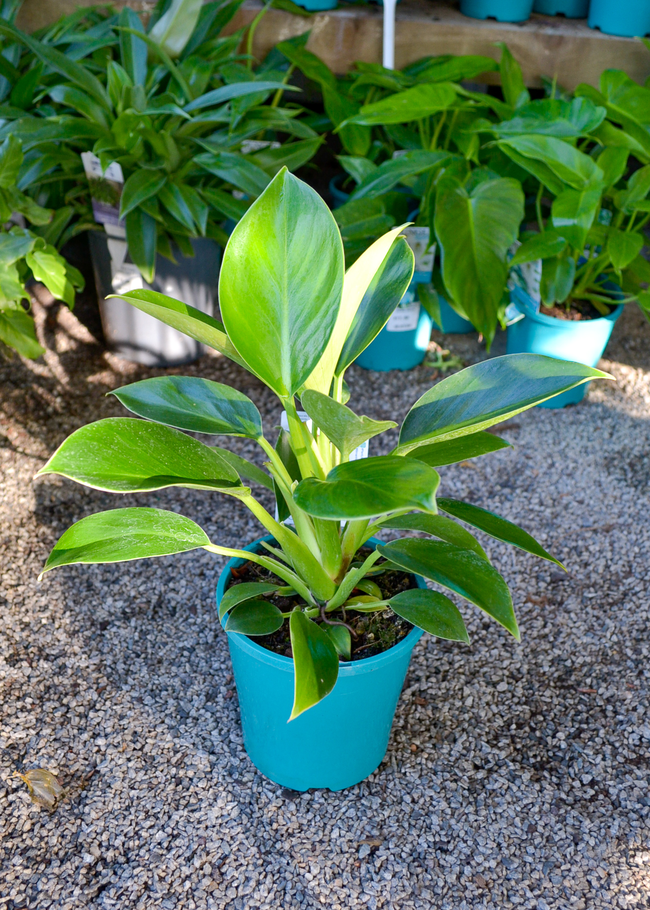 Philodendron - Green Princess - Guildford Garden Centre