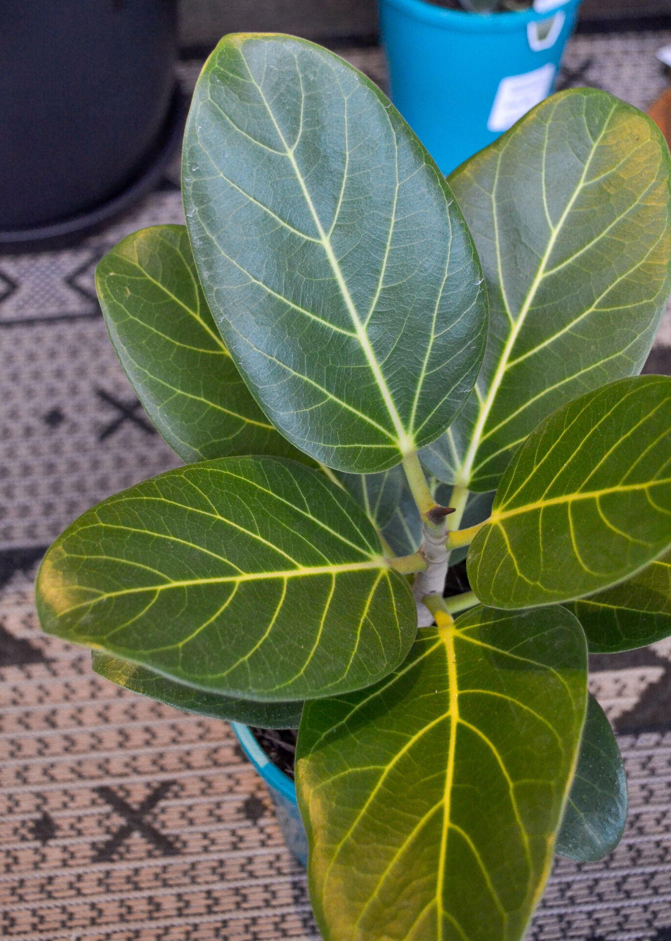 Ficus - Audrey - Guildford Garden Centre